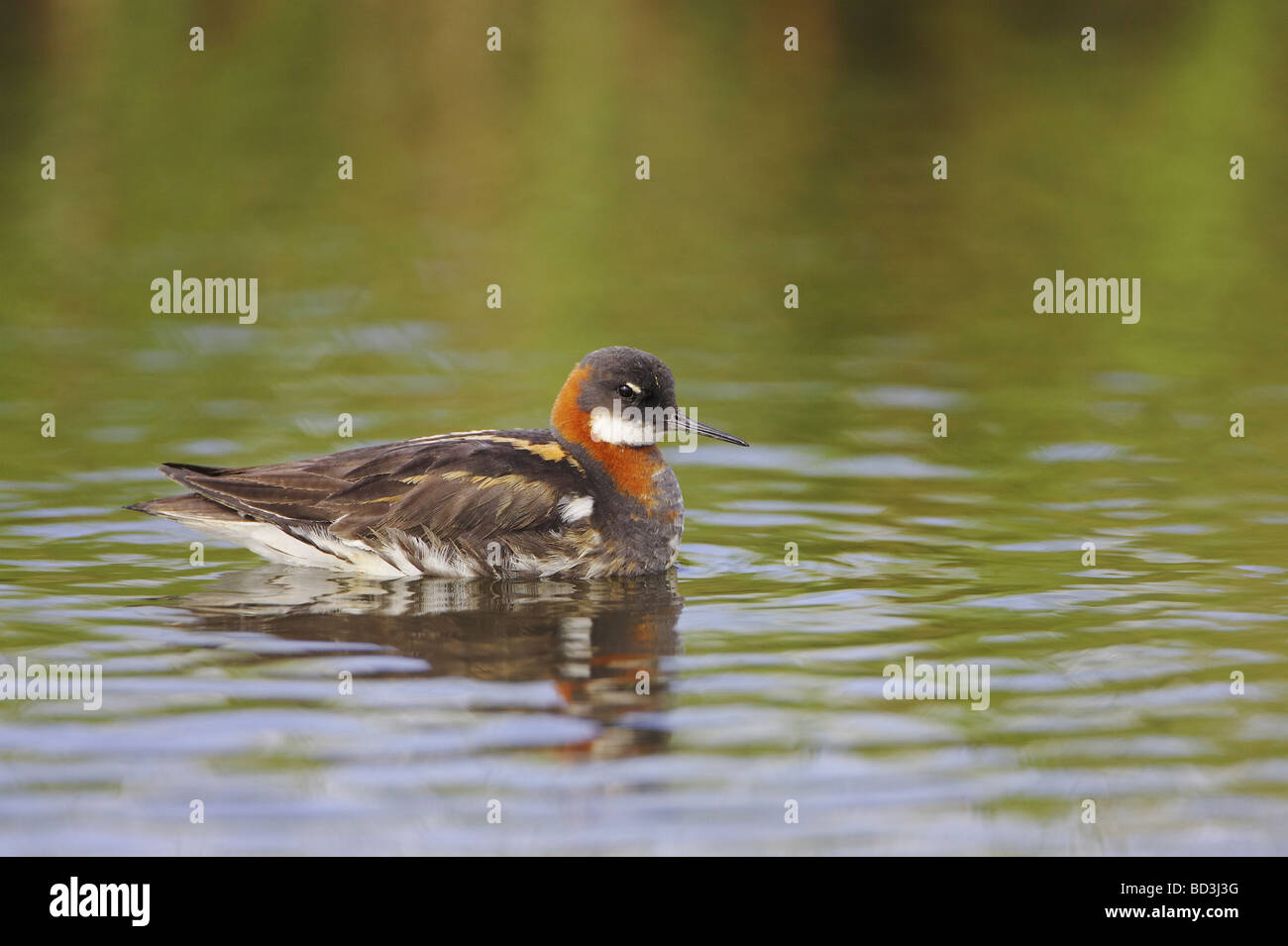 Red necked phalarope female breeding plumage hi-res stock photography ...