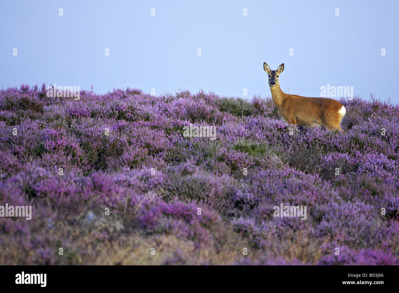 Heather moor hi-res stock photography and images - Alamy