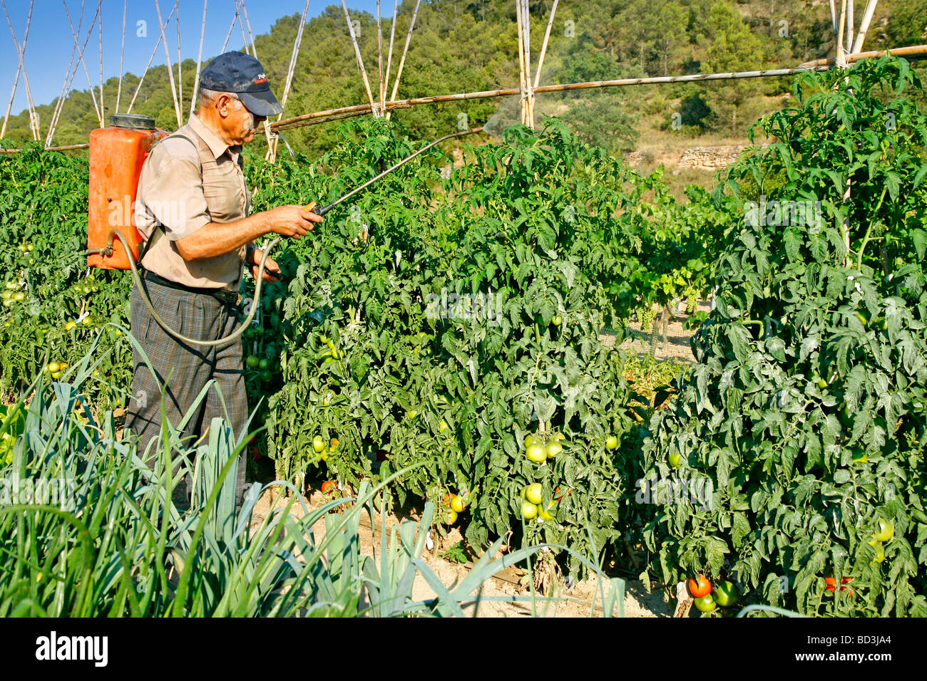 Tomato farm spain hi-res stock photography and images - Alamy