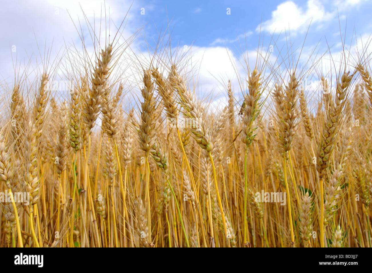 Wheat field in France Stock Photo - Alamy