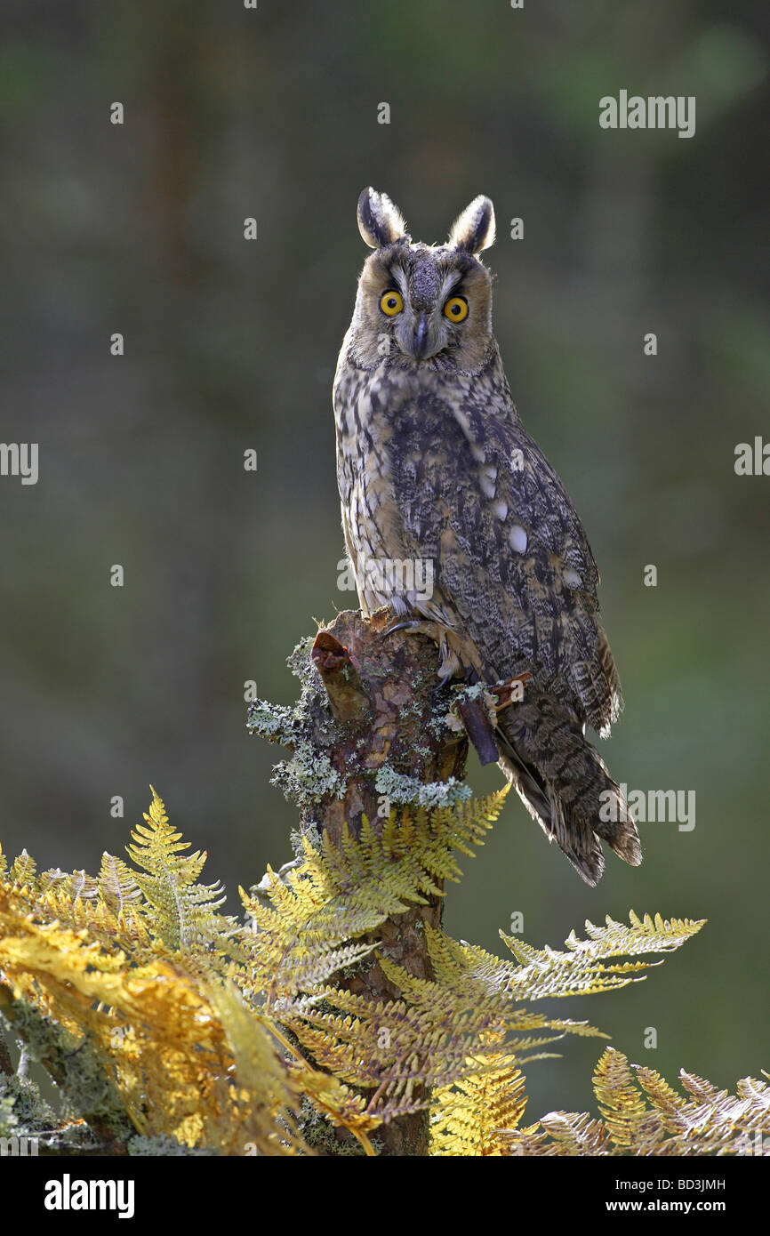 Nocturnal bird hi-res stock photography and images - Alamy