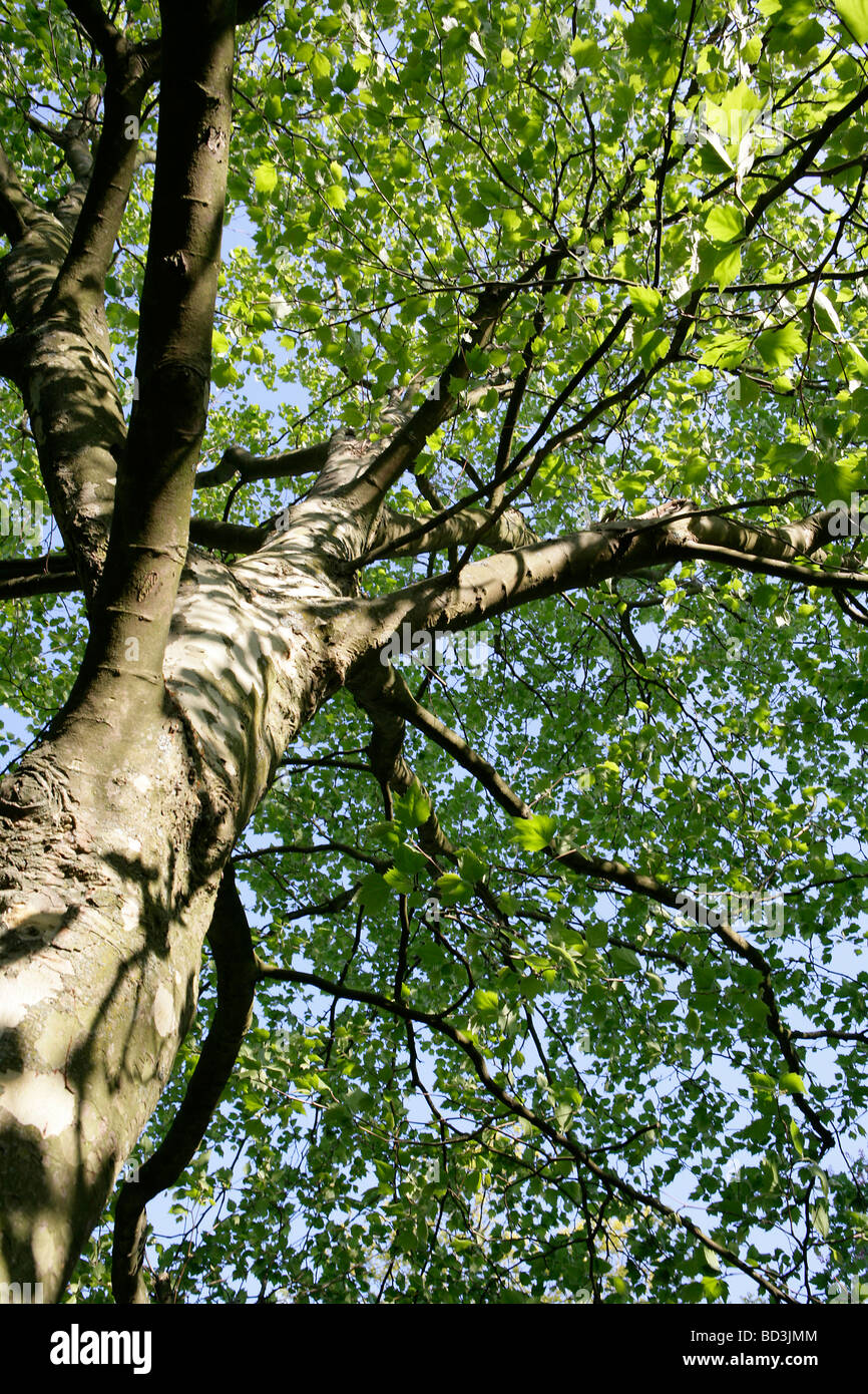 Canopy of tree branches hi-res stock photography and images - Alamy