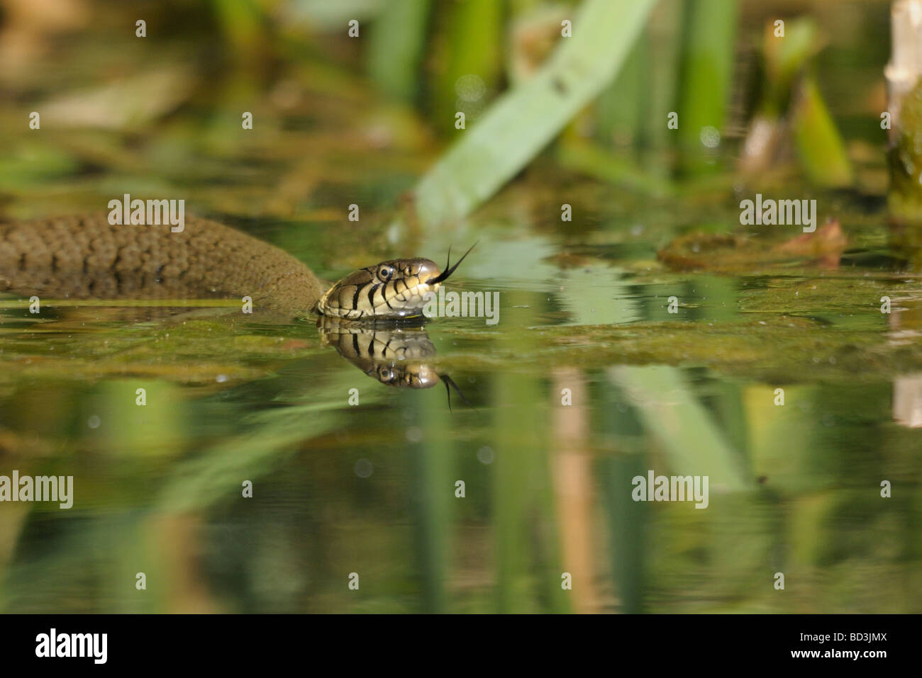 Grass snakes pond uk hi-res stock photography and images - Alamy