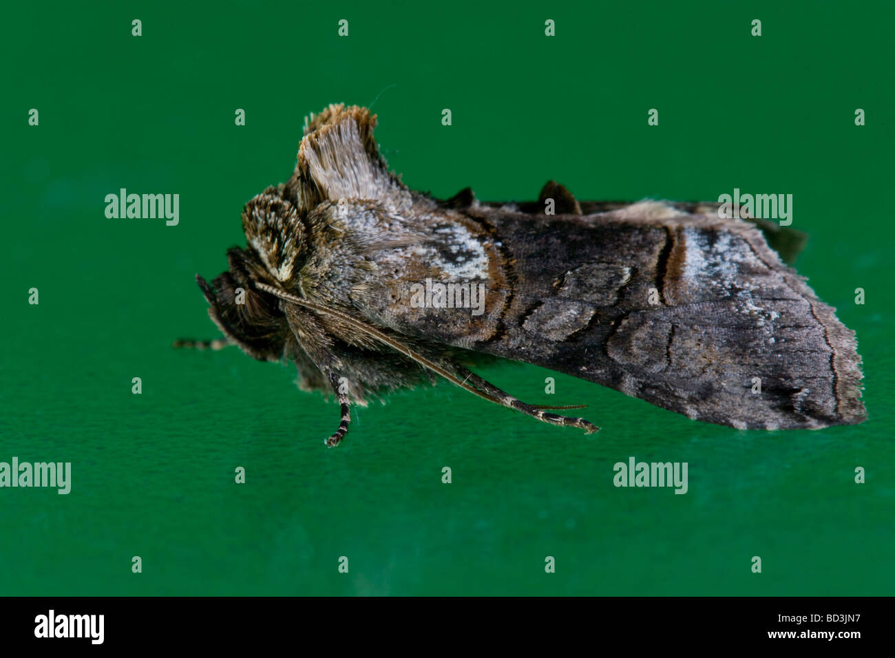 Spectacle moth hi-res stock photography and images - Alamy