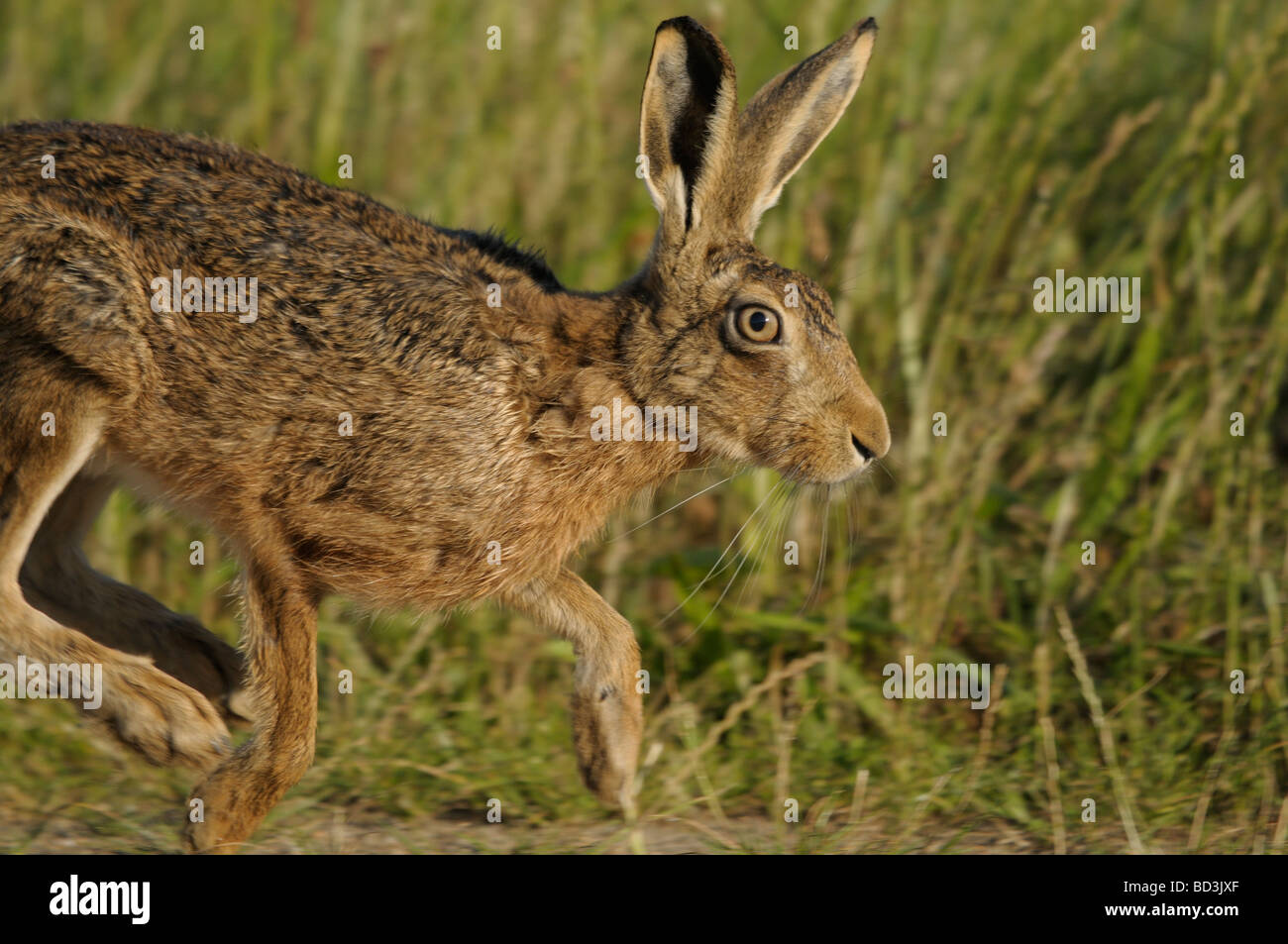 Brown Hare running Stock Photo - Alamy