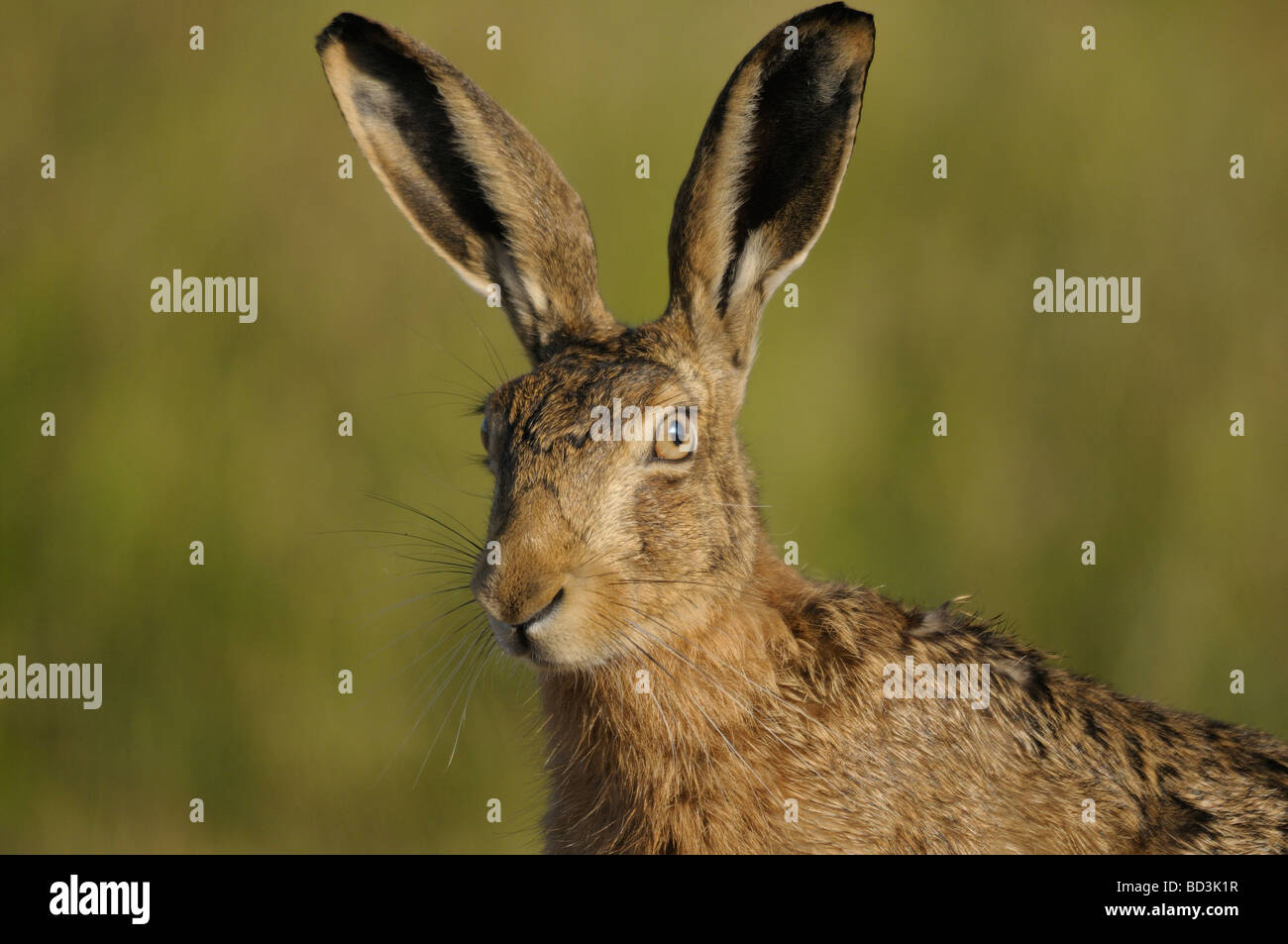 Hare eyes close up hi-res stock photography and images - Alamy