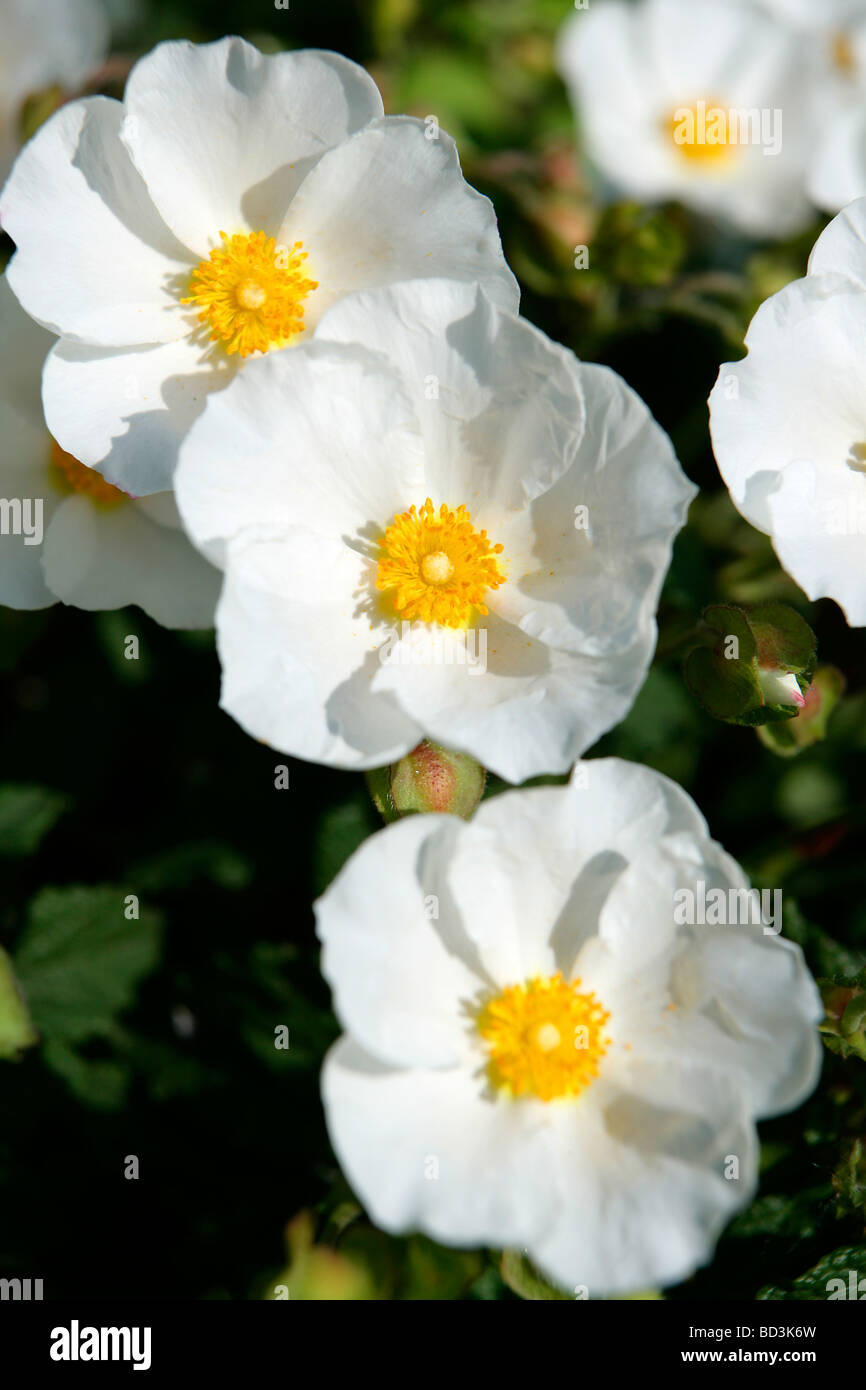 Cistus c.laurifolius rock rose Cistus Stock Photo - Alamy