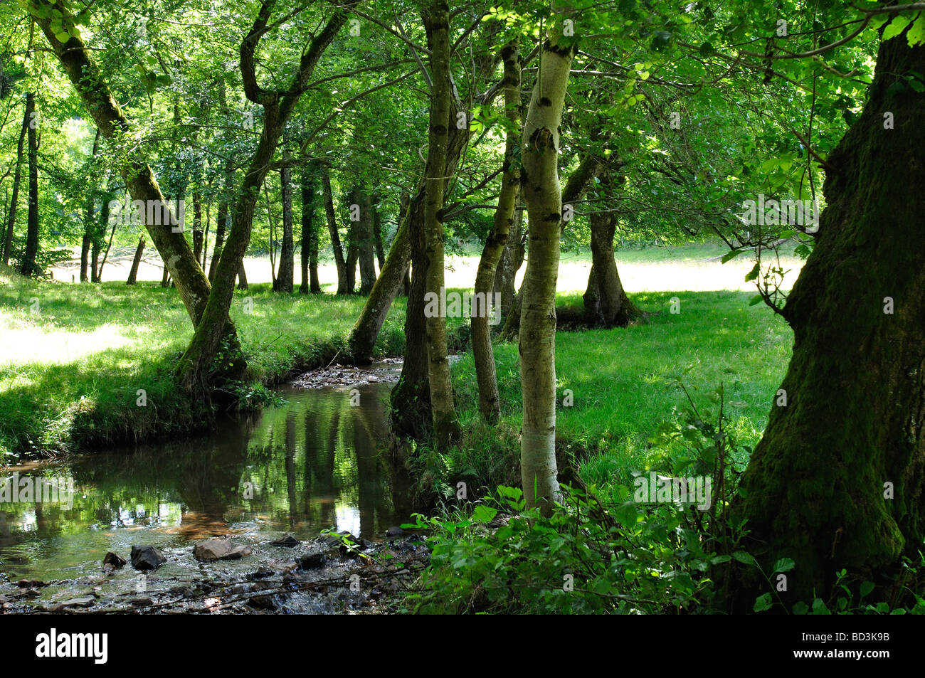 Small stream through trees hi-res stock photography and images - Alamy