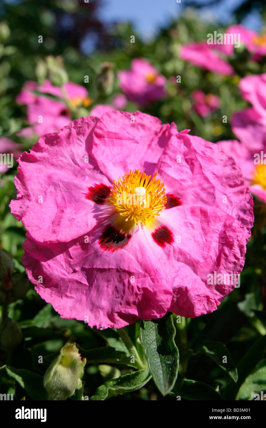 Cistus c.purpureus, Orchid rockrose, Cistaceae Stock Photo - Alamy