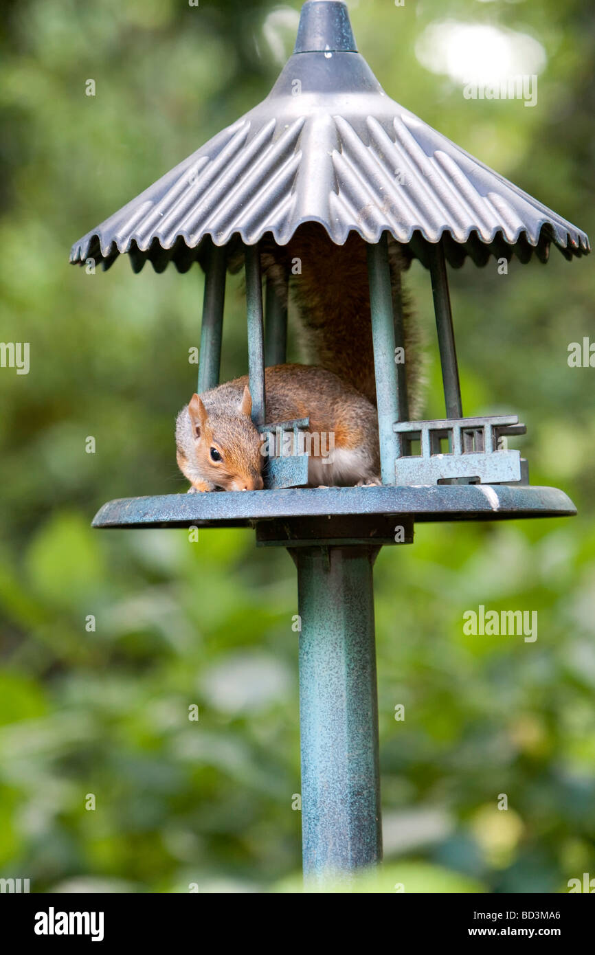 Squirrel house hi-res stock photography and images - Alamy
