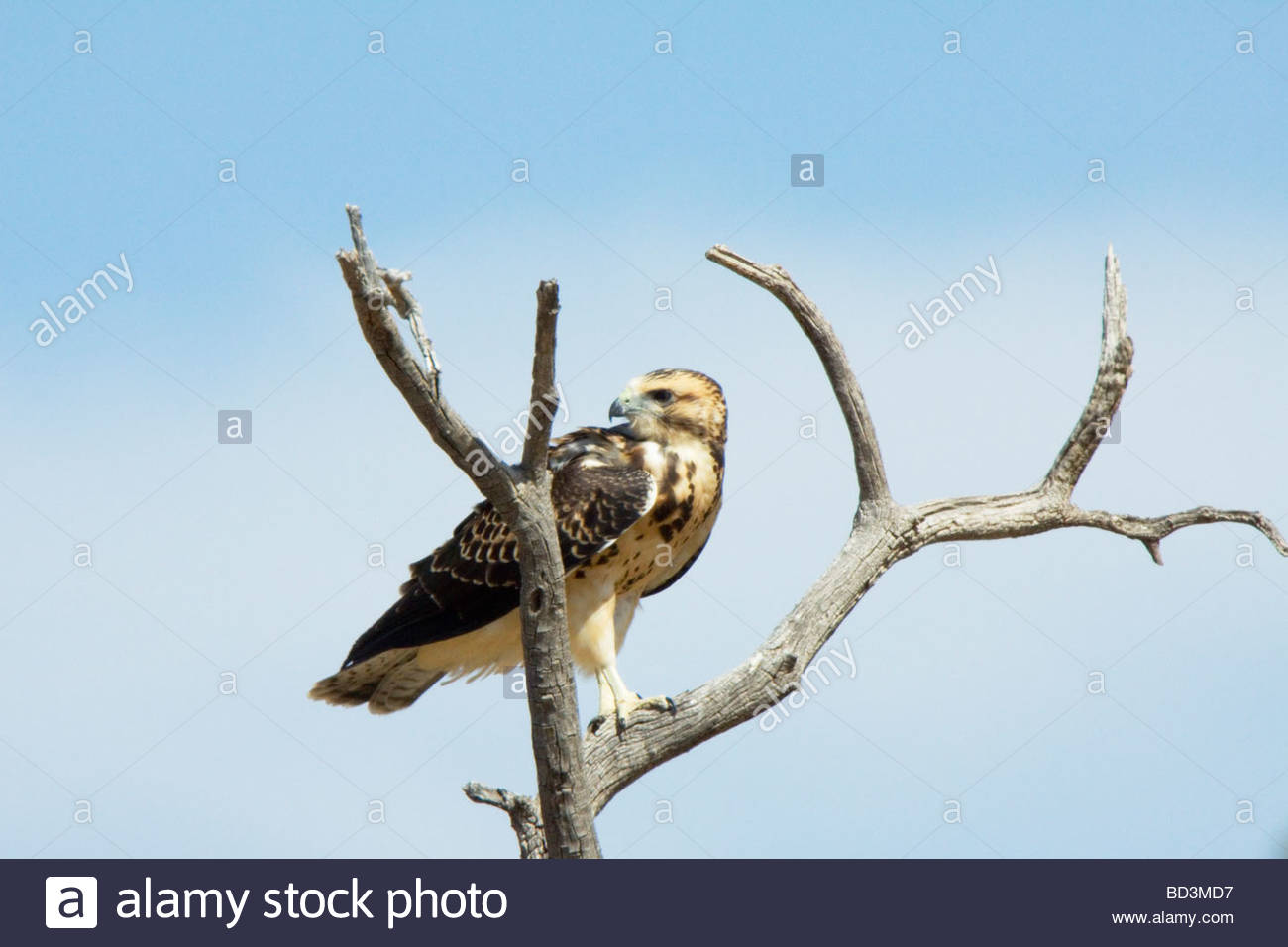 Dead Hawk High Resolution Stock Photography and Images - Alamy