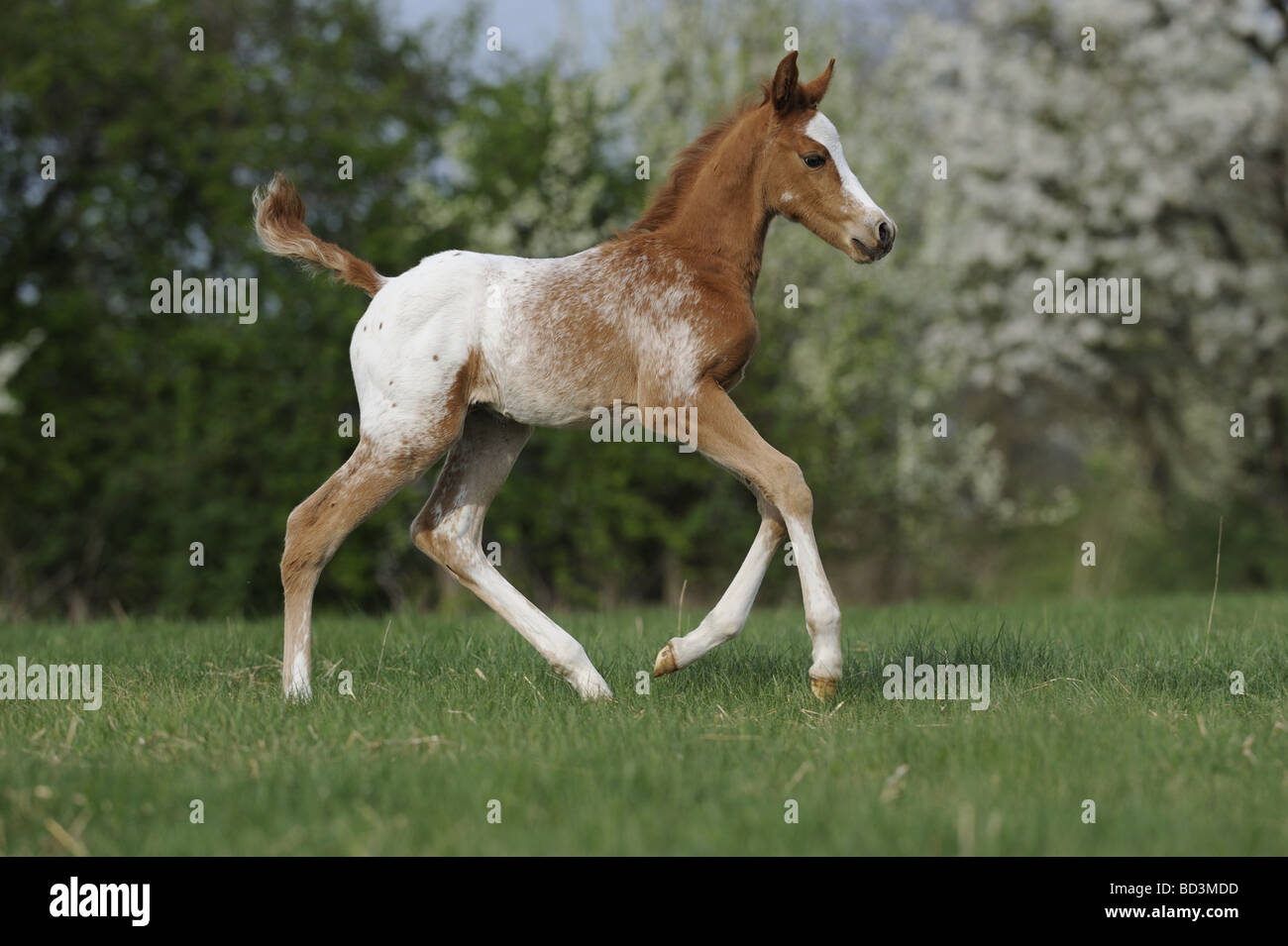 Araappaloosa horse equus caballus foal hi-res stock photography and ...