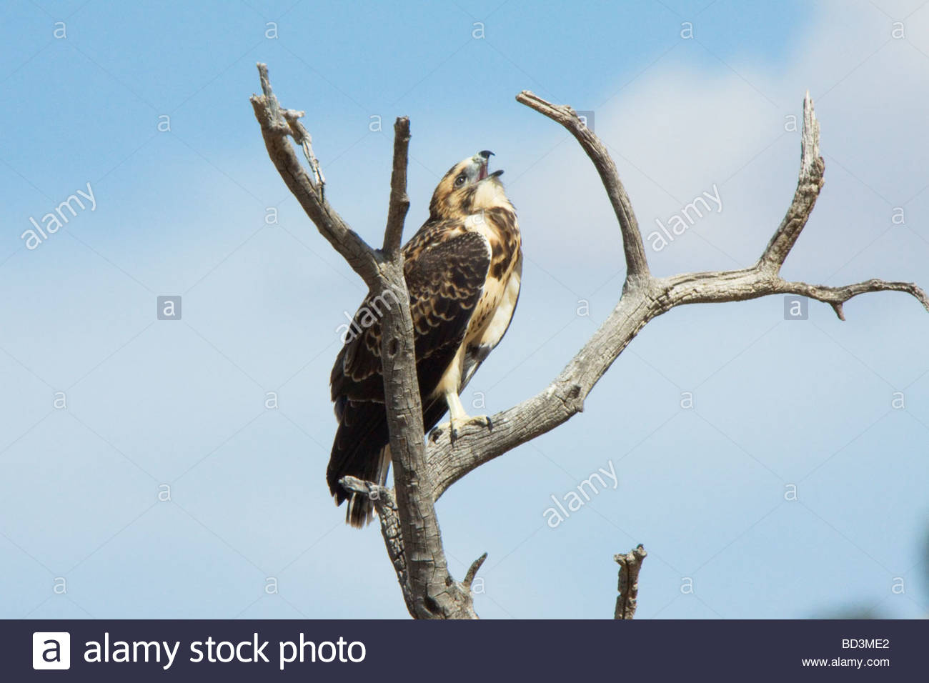 Dead Hawk High Resolution Stock Photography and Images - Alamy