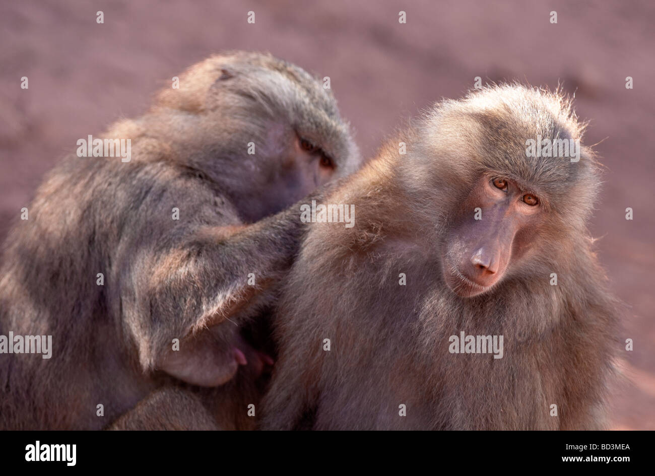 Monkey family hamadryas baboon hi-res stock photography and images - Alamy