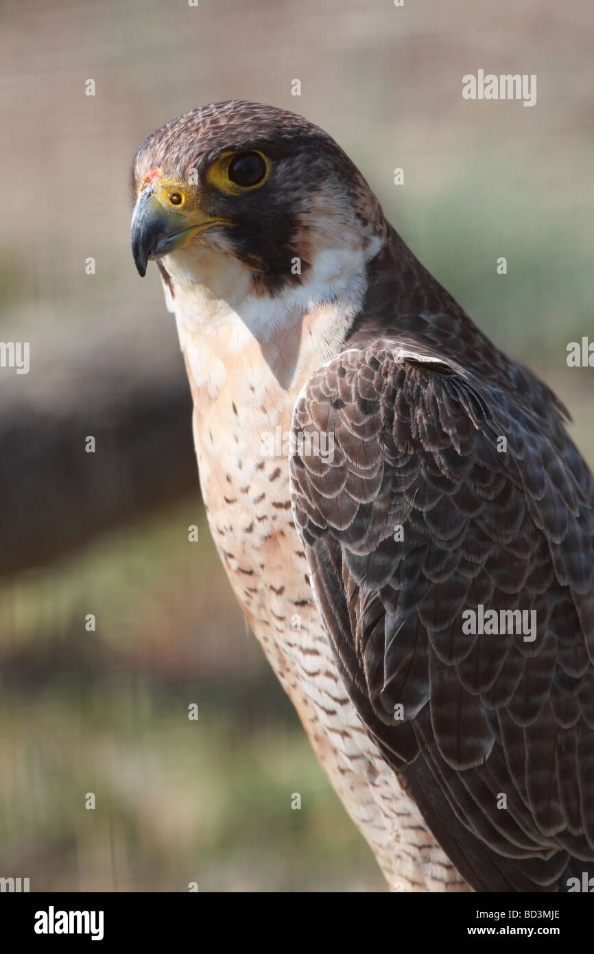 Captive peregrine falcon hi-res stock photography and images - Alamy