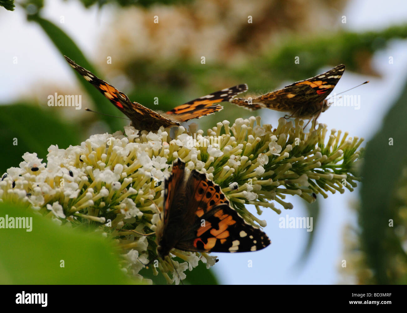 Painted lady butterflies buddleia hi-res stock photography and images ...