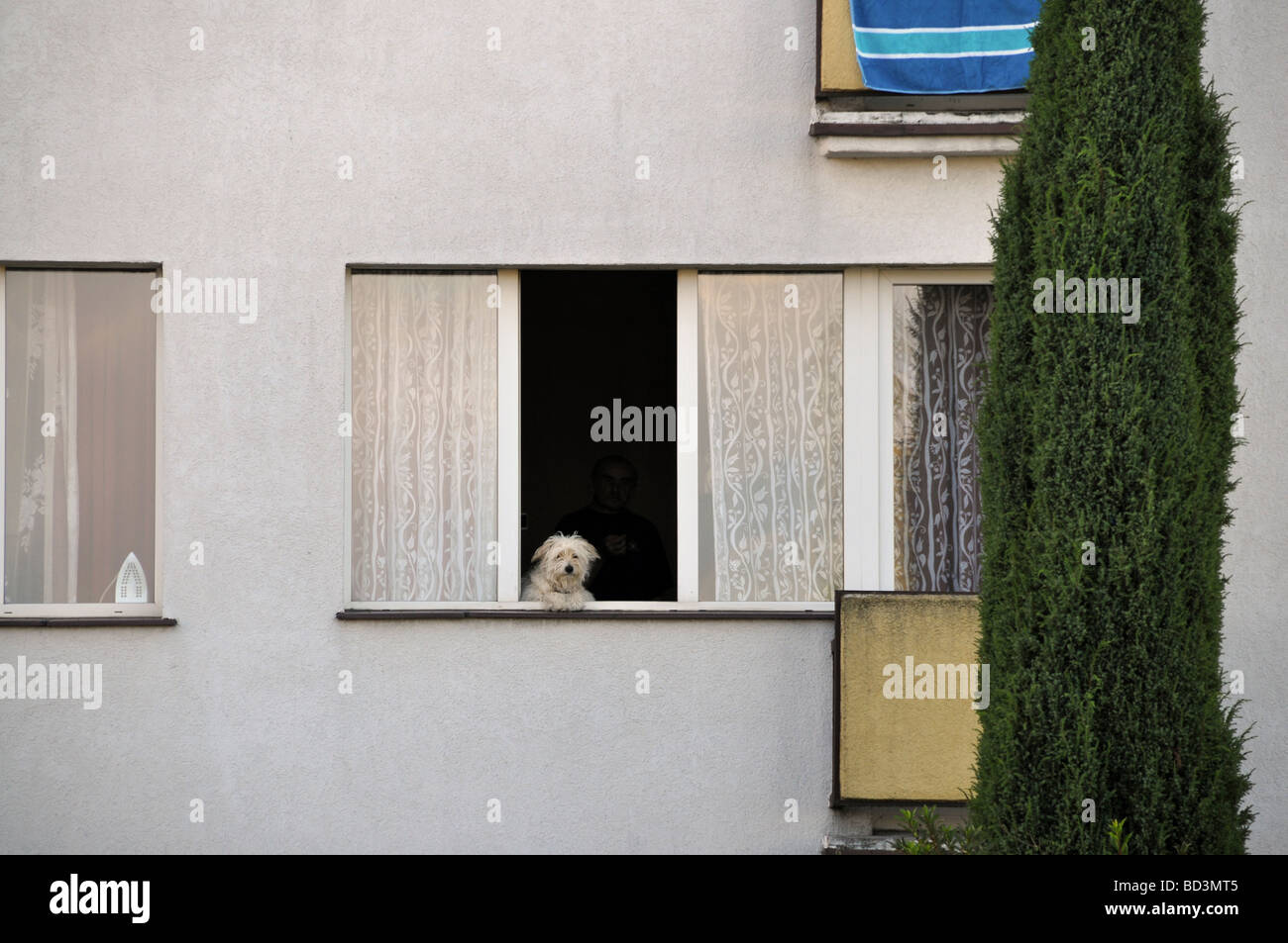Dog leaning out of a window Stock Photo - Alamy