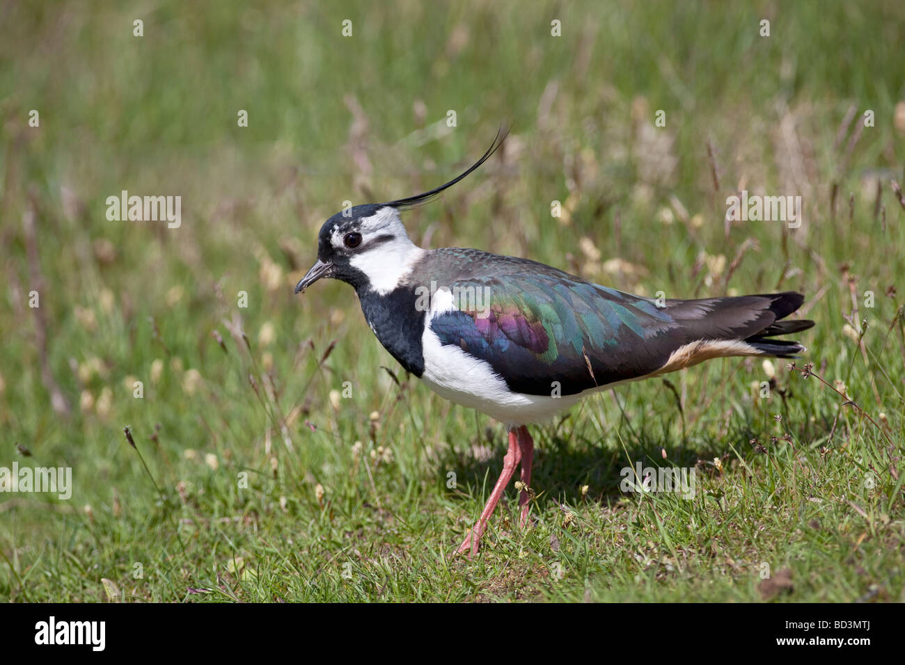 Lapwing close up uk hi-res stock photography and images - Alamy