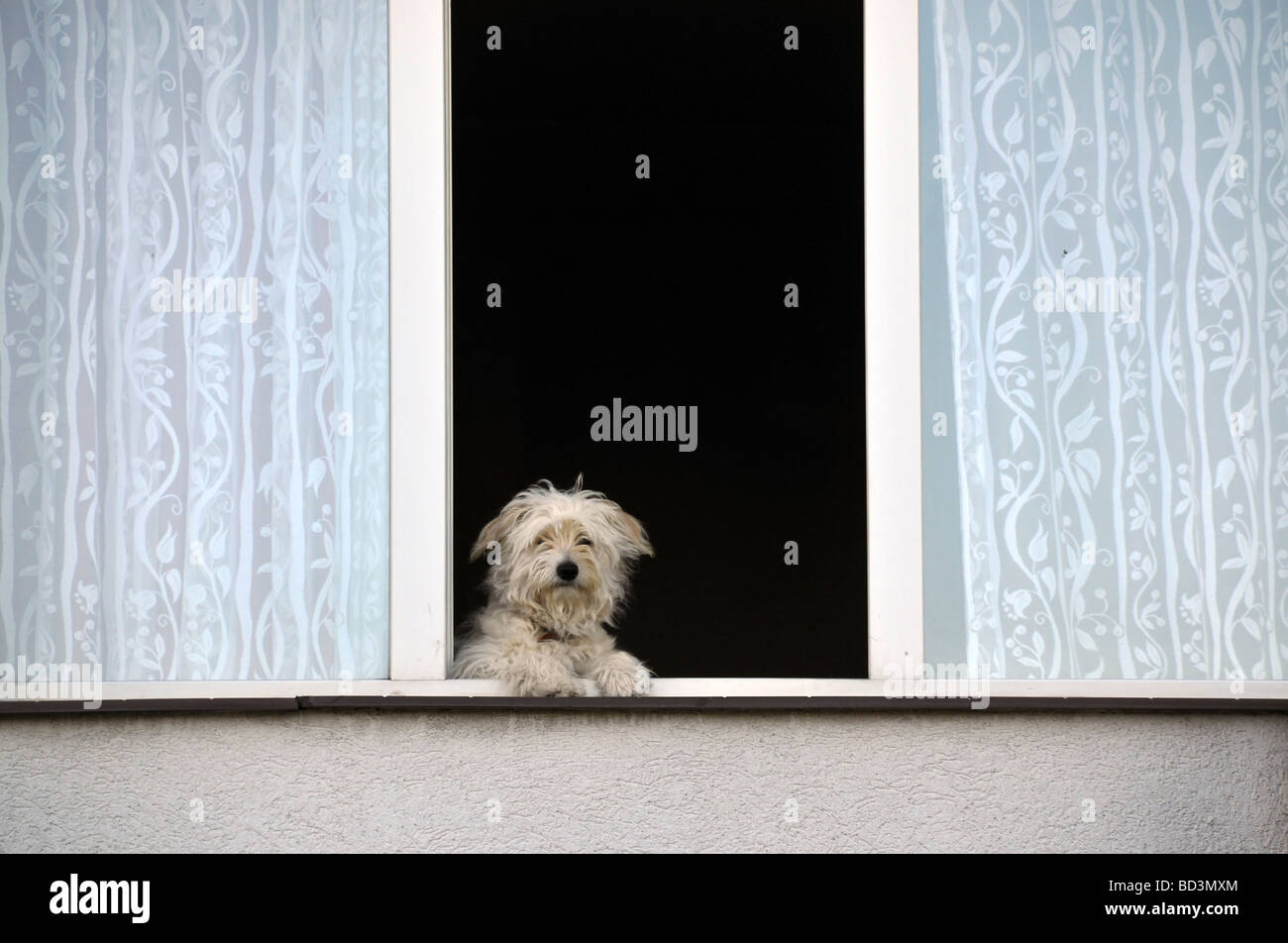 Dog leaning out of a window Stock Photo - Alamy