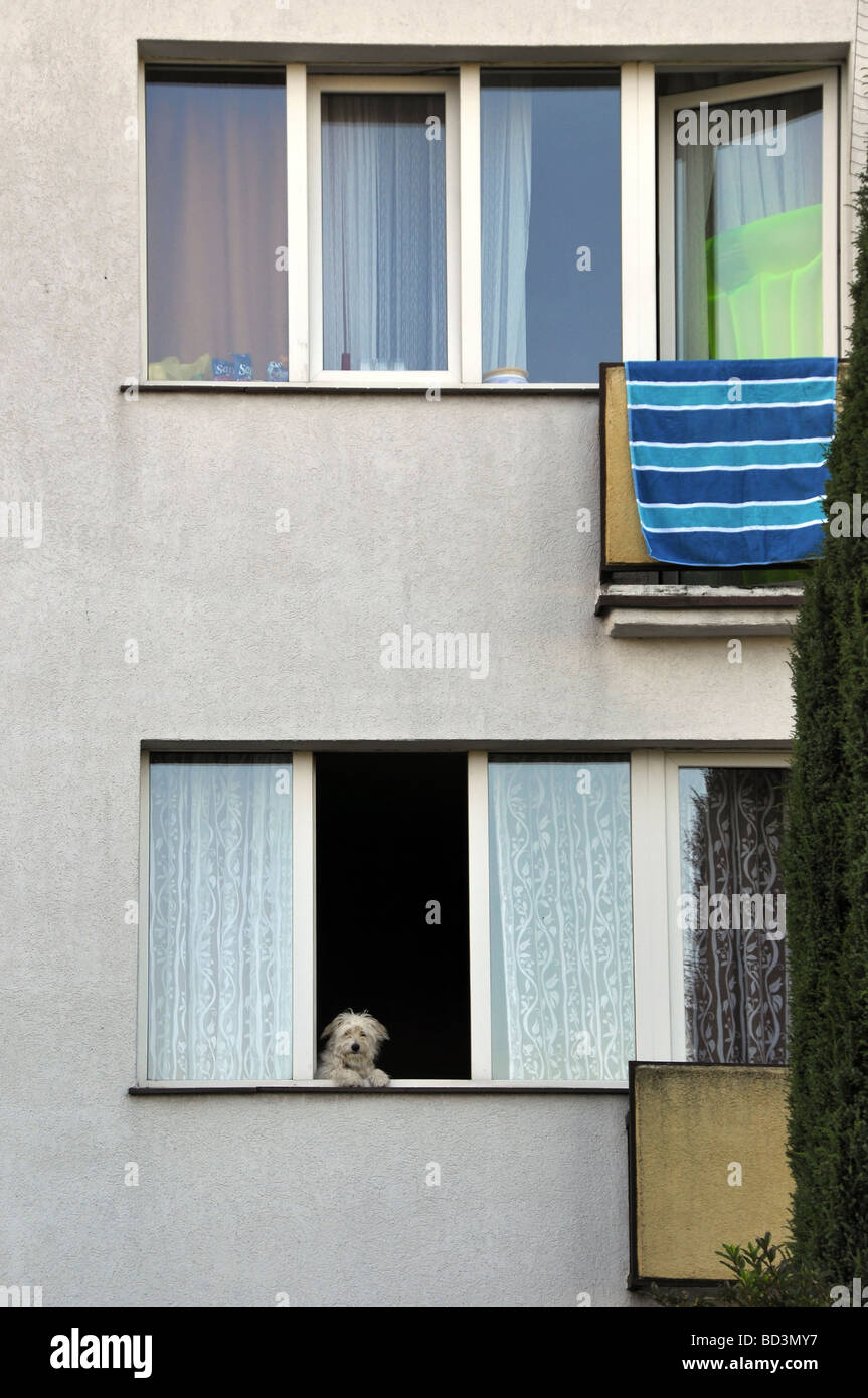 Dog leaning out of a window Stock Photo - Alamy