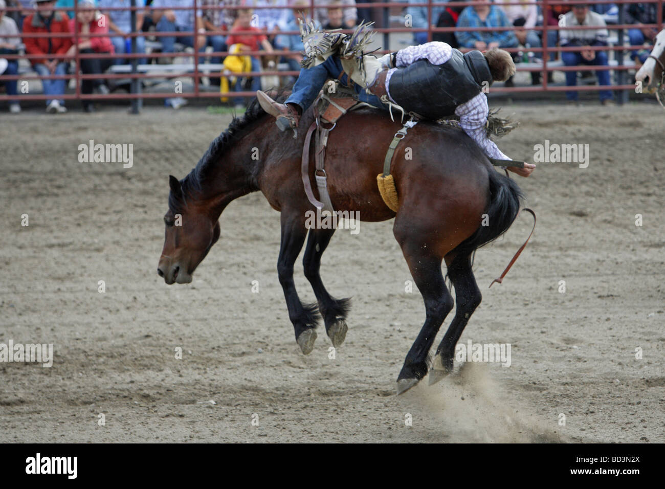 Cowboy riding a bucking bronco in the arena at a rodeo in Montana Stock ...