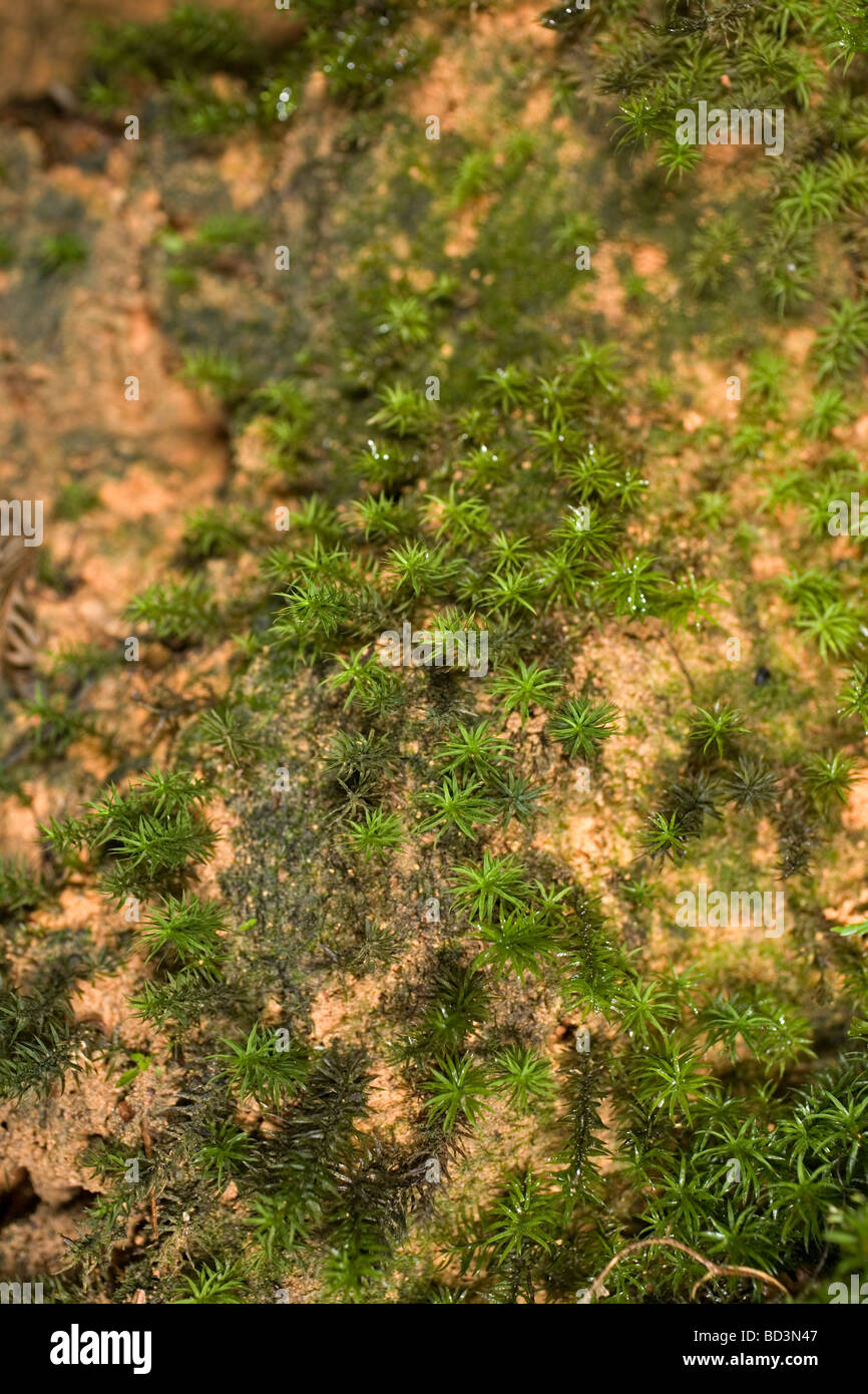 Bog haircap moss hi-res stock photography and images - Alamy