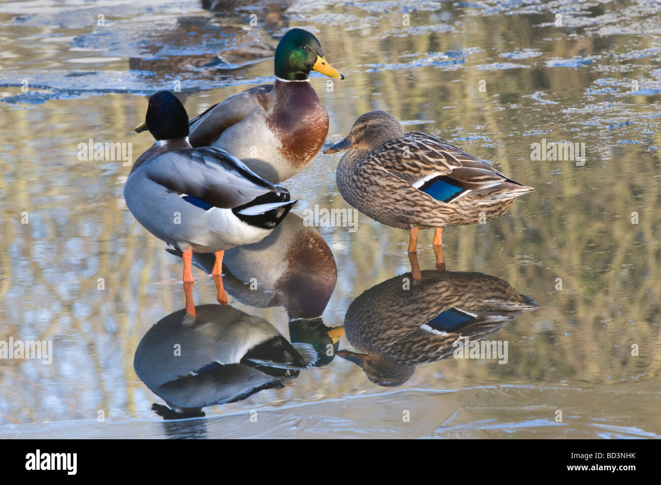 Mallards in lake winter hi-res stock photography and images - Alamy