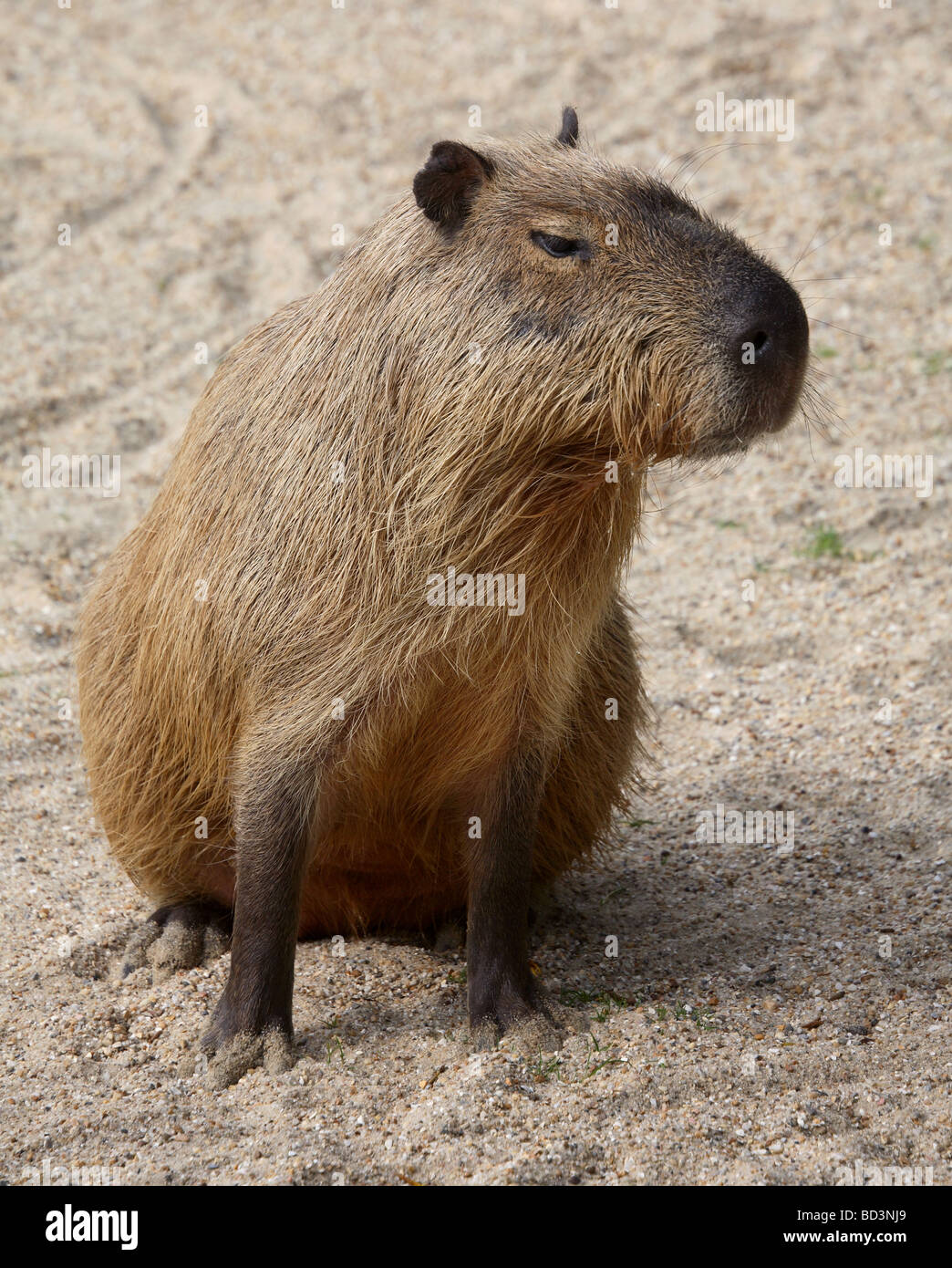 Capybara (hydrochoerus hydrochaeris Stock Photo - Alamy