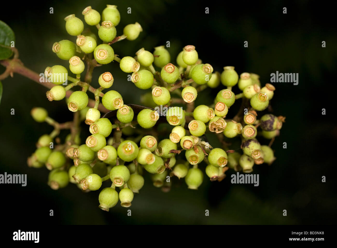 Malaysia jungle plant hi-res stock photography and images - Alamy