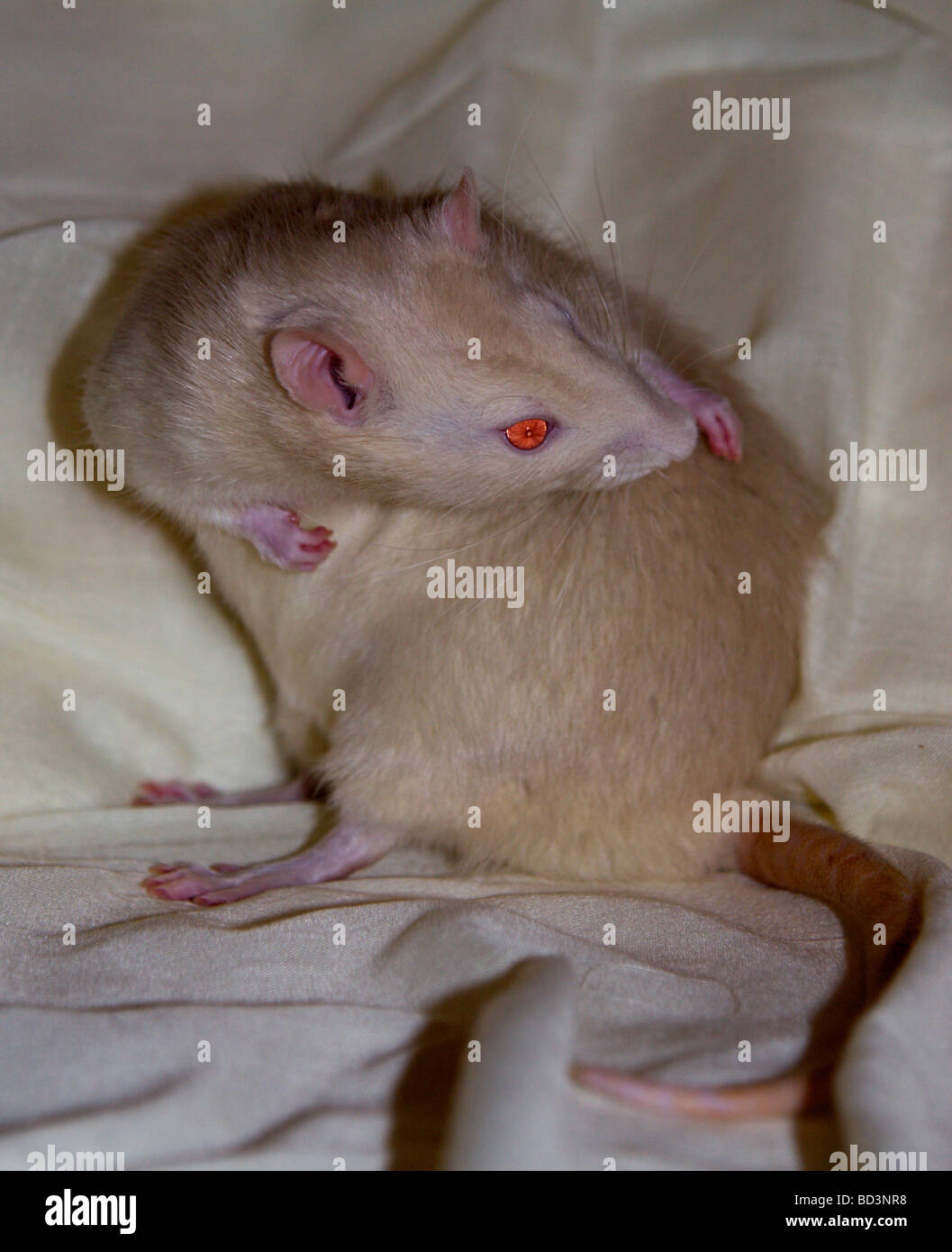 Grooming rat hi-res stock photography and images - Alamy