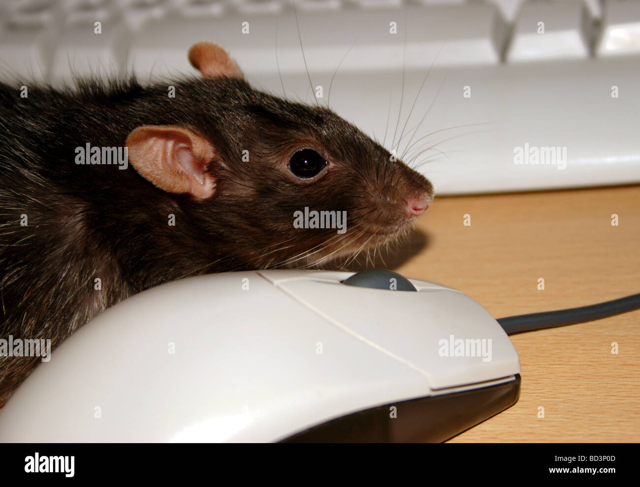 Female Berkshire Rat (rattus norvegicus) with Computer Mouse Stock ...