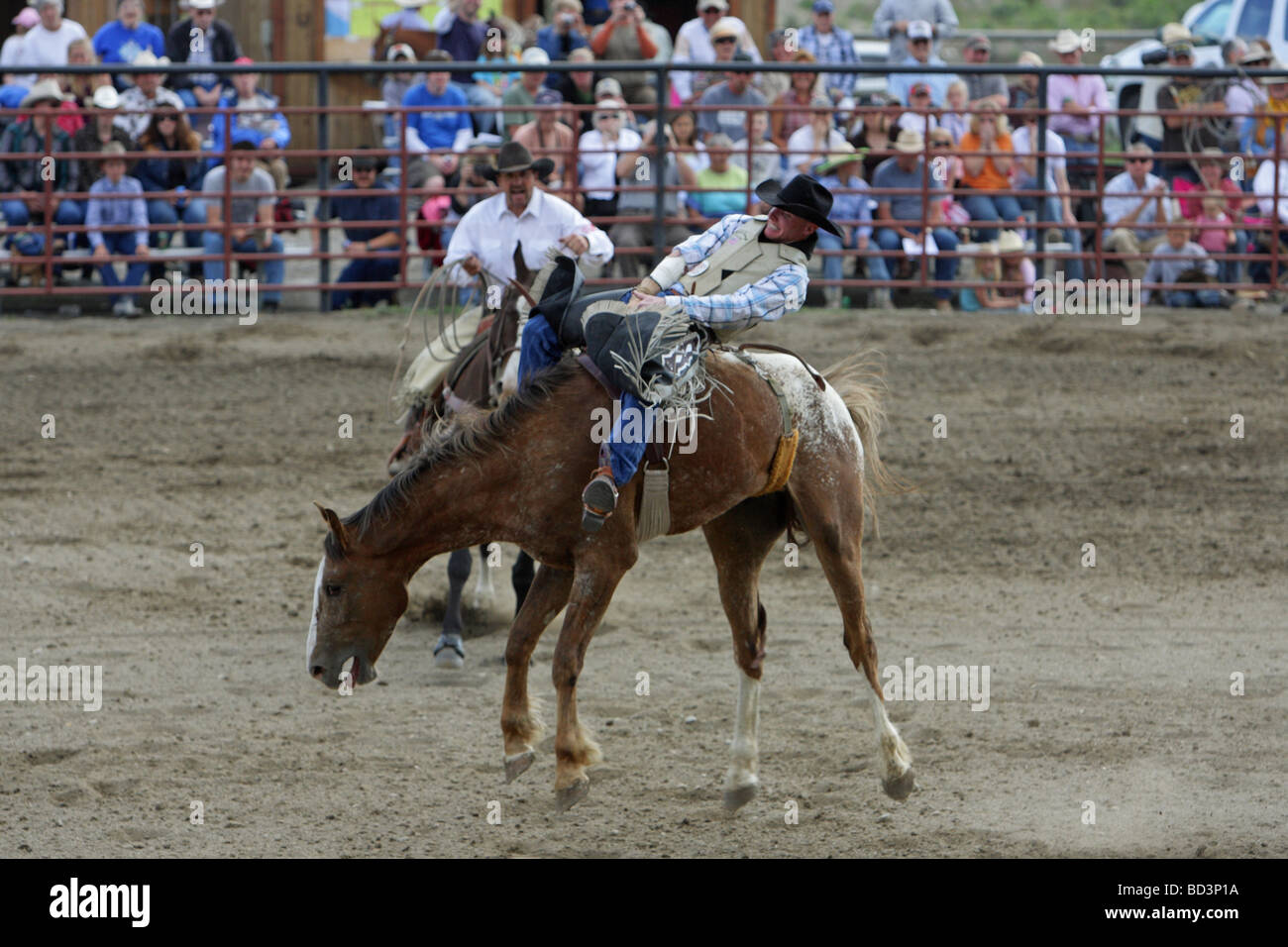 Cowboy riding a bucking bronco in the arena at a rodeo in Montana Stock ...