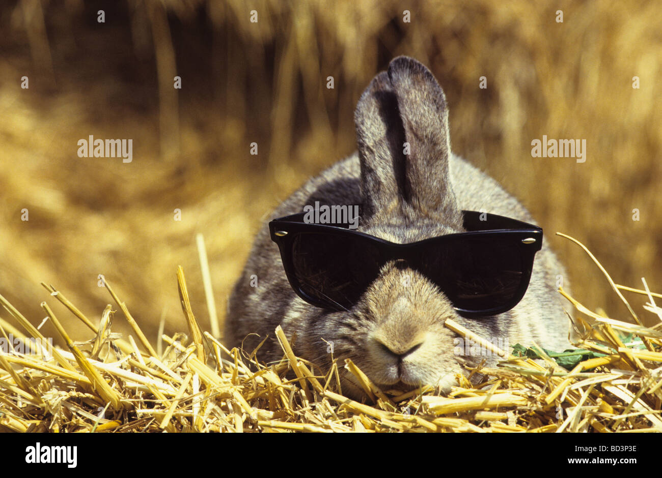 Domestic Rabbit (Oryctolagus cuniculus domesticus) with sunglasses ...