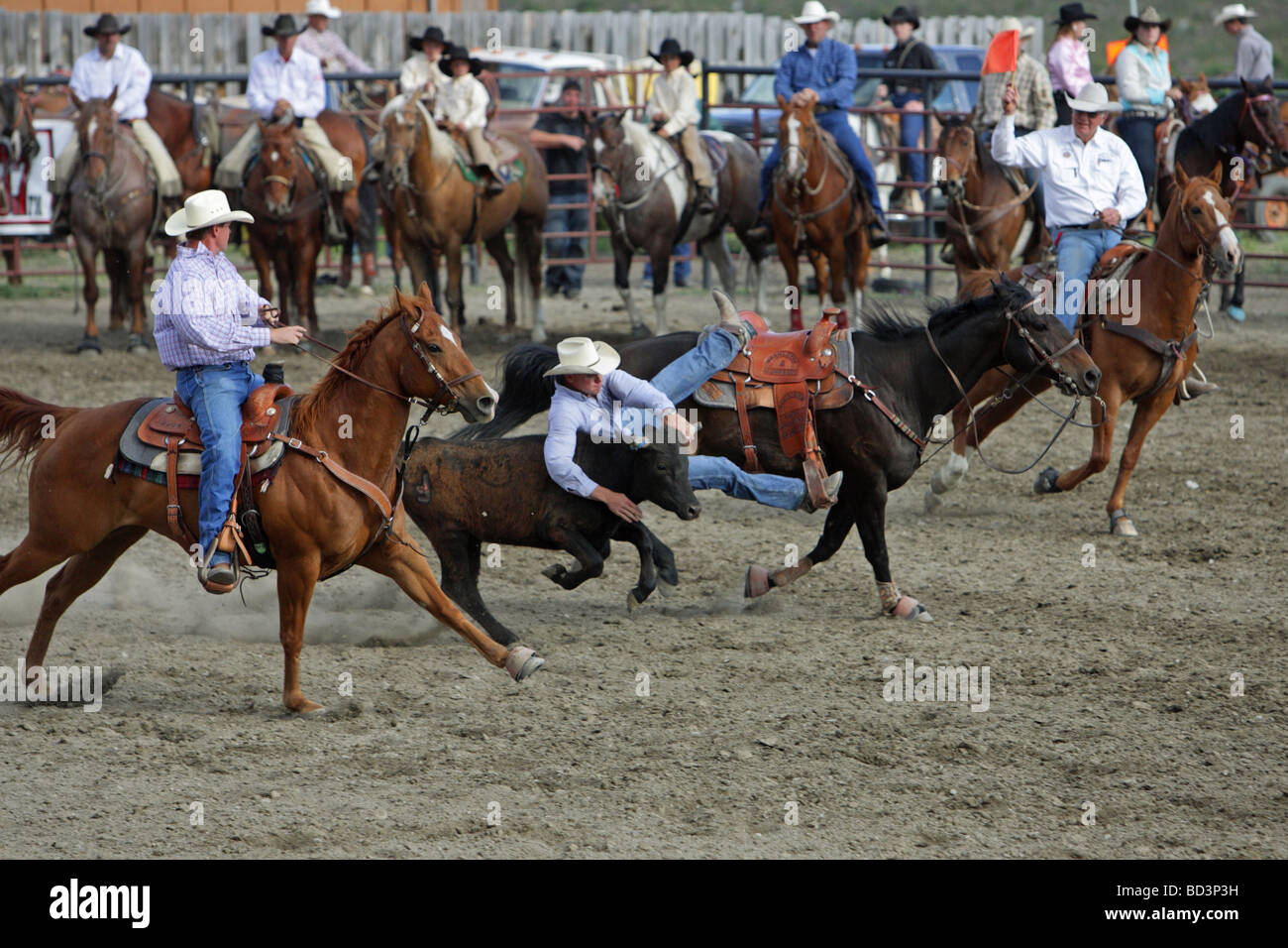 Cowboy diving off a horse to grab a steer in a rodeo in Montana Stock ...