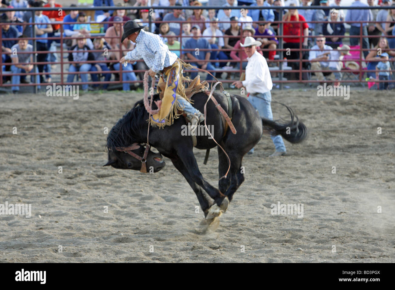 Cowboy riding a bucking bronco in the arena at a rodeo in Montana Stock ...