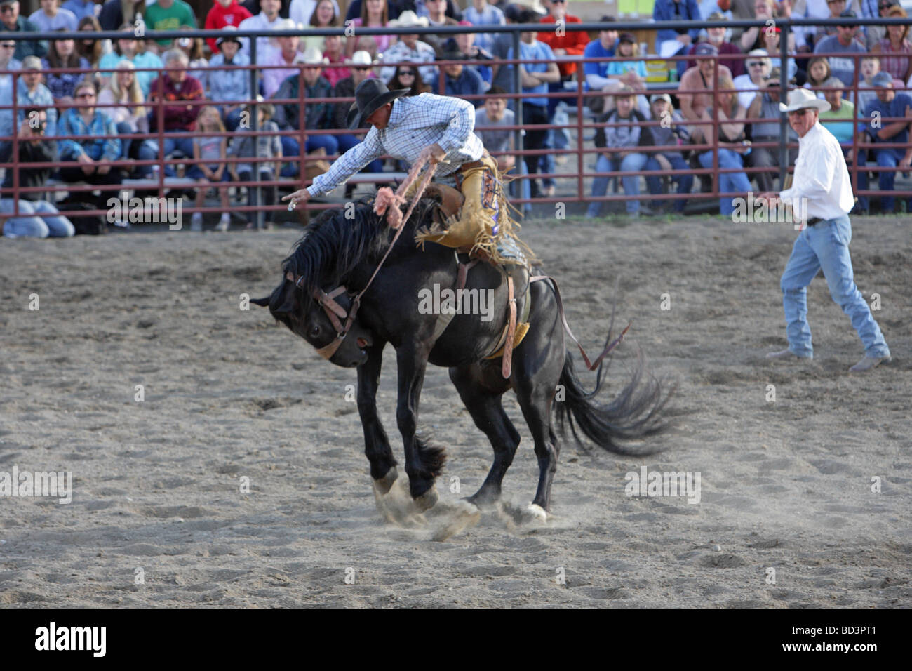 Cowboy riding a bucking bronco in the arena at a rodeo in Montana Stock ...