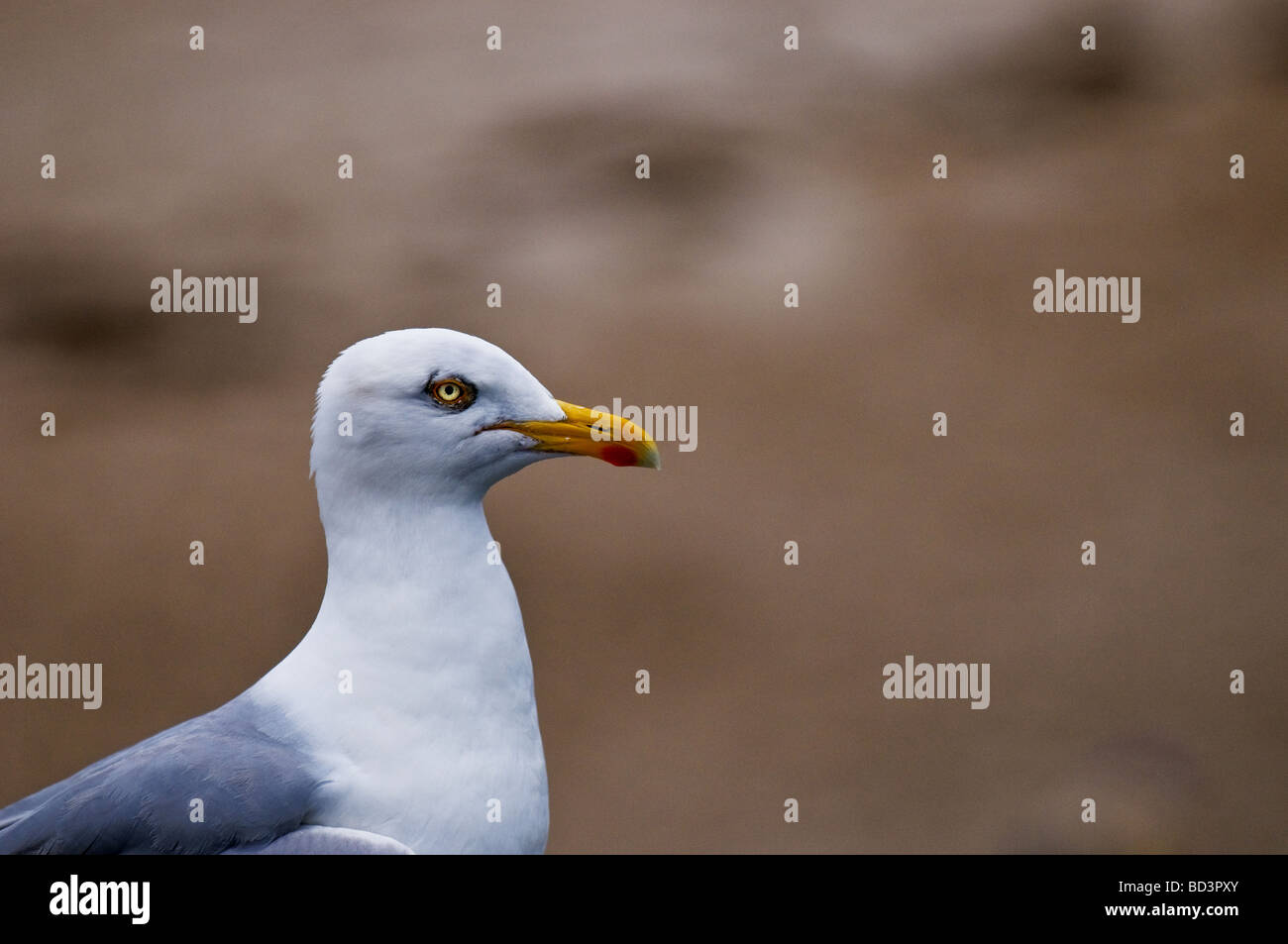 Seagull eye hi-res stock photography and images - Alamy