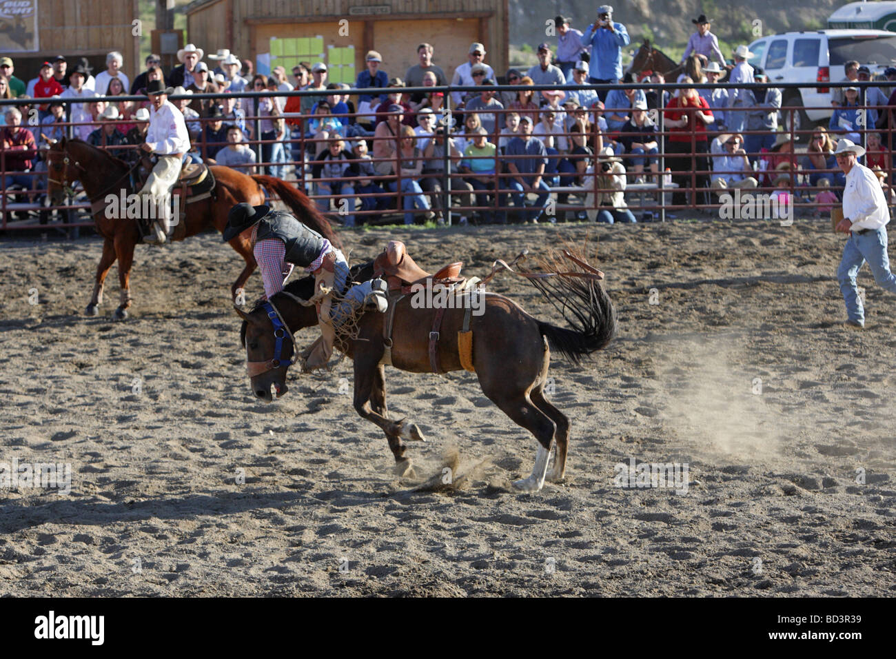 Cowboy being thrown from a bucking bronco in a rodeo in Montana Stock ...