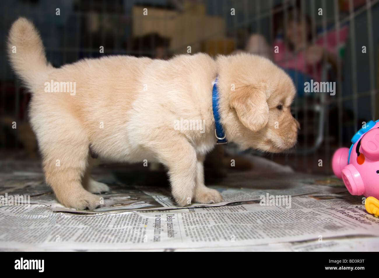 Four week old Golden Retriever puppy Stock Photo - Alamy