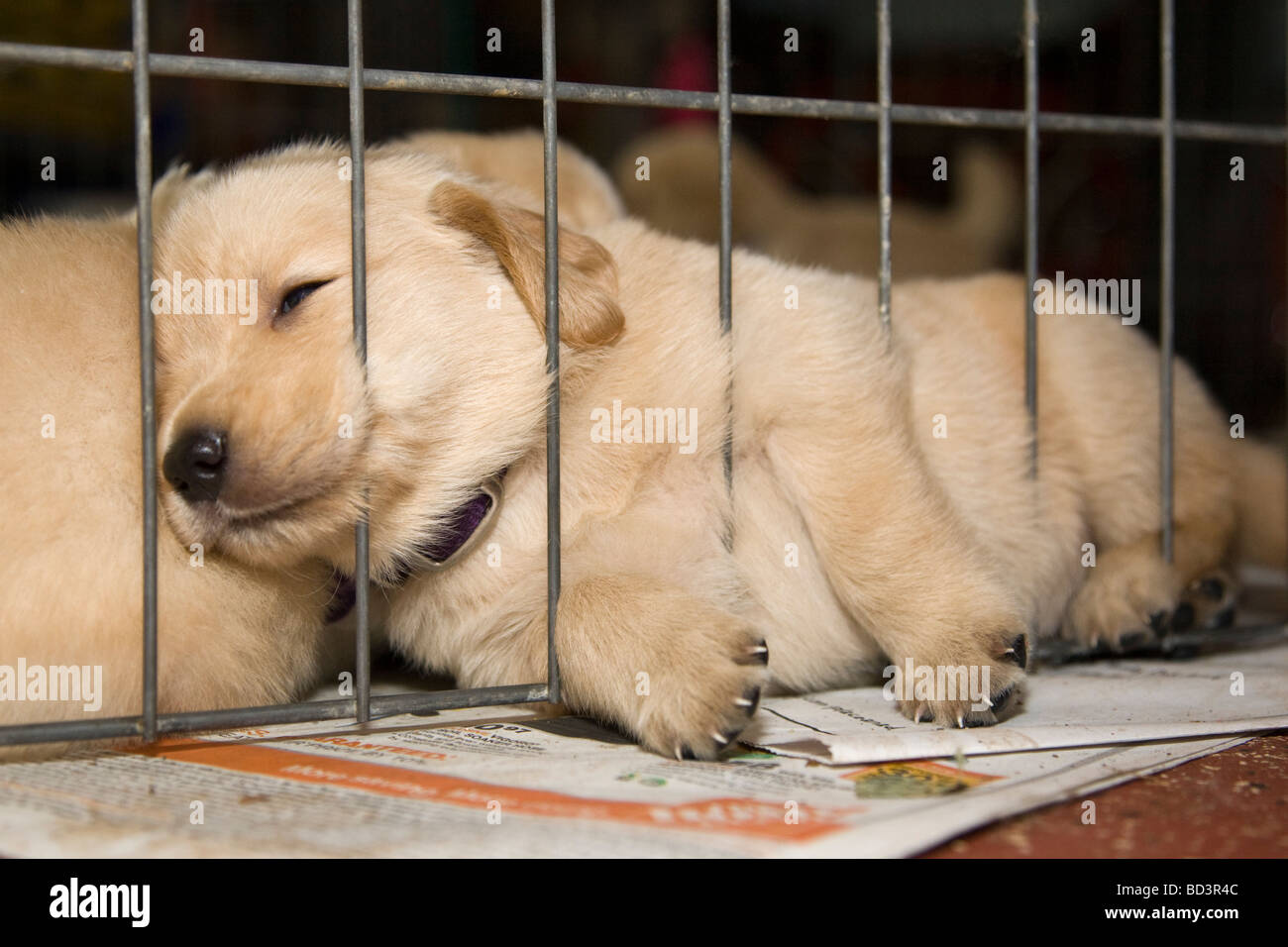 Four week old Golden Retriever puppies Stock Photo - Alamy