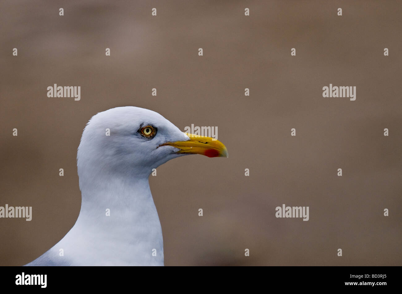 Seagull eye hi-res stock photography and images - Alamy