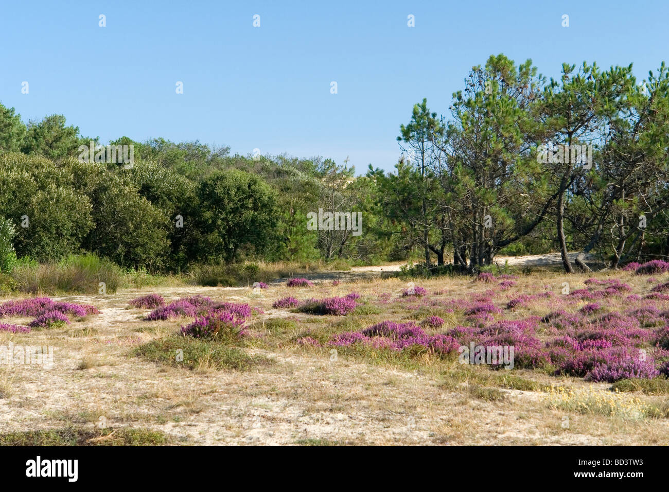 Colonization of the ground of an open area (Landes - France ...