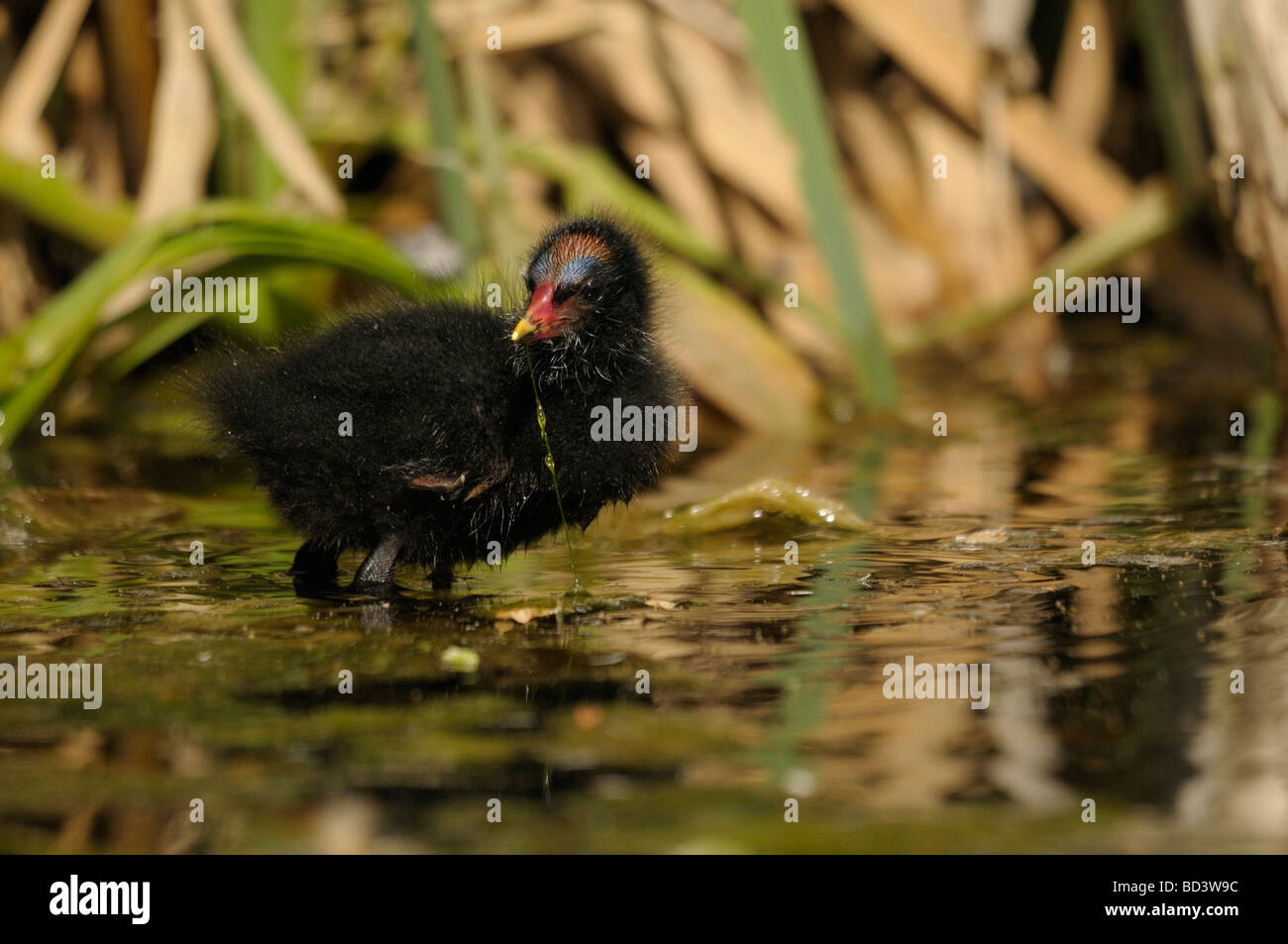 Young Moorhen chick in water close up Stock Photo - Alamy
