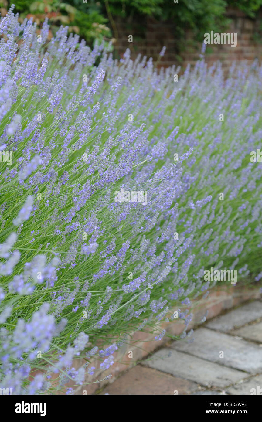 Lavender border hi-res stock photography and images - Alamy