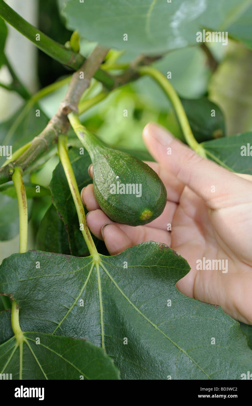 Fig bush hi-res stock photography and images - Alamy