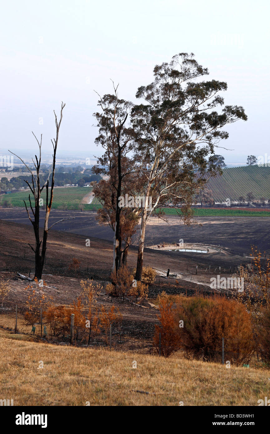 australian bush fire damage,australian bush fire aftermath,post ...