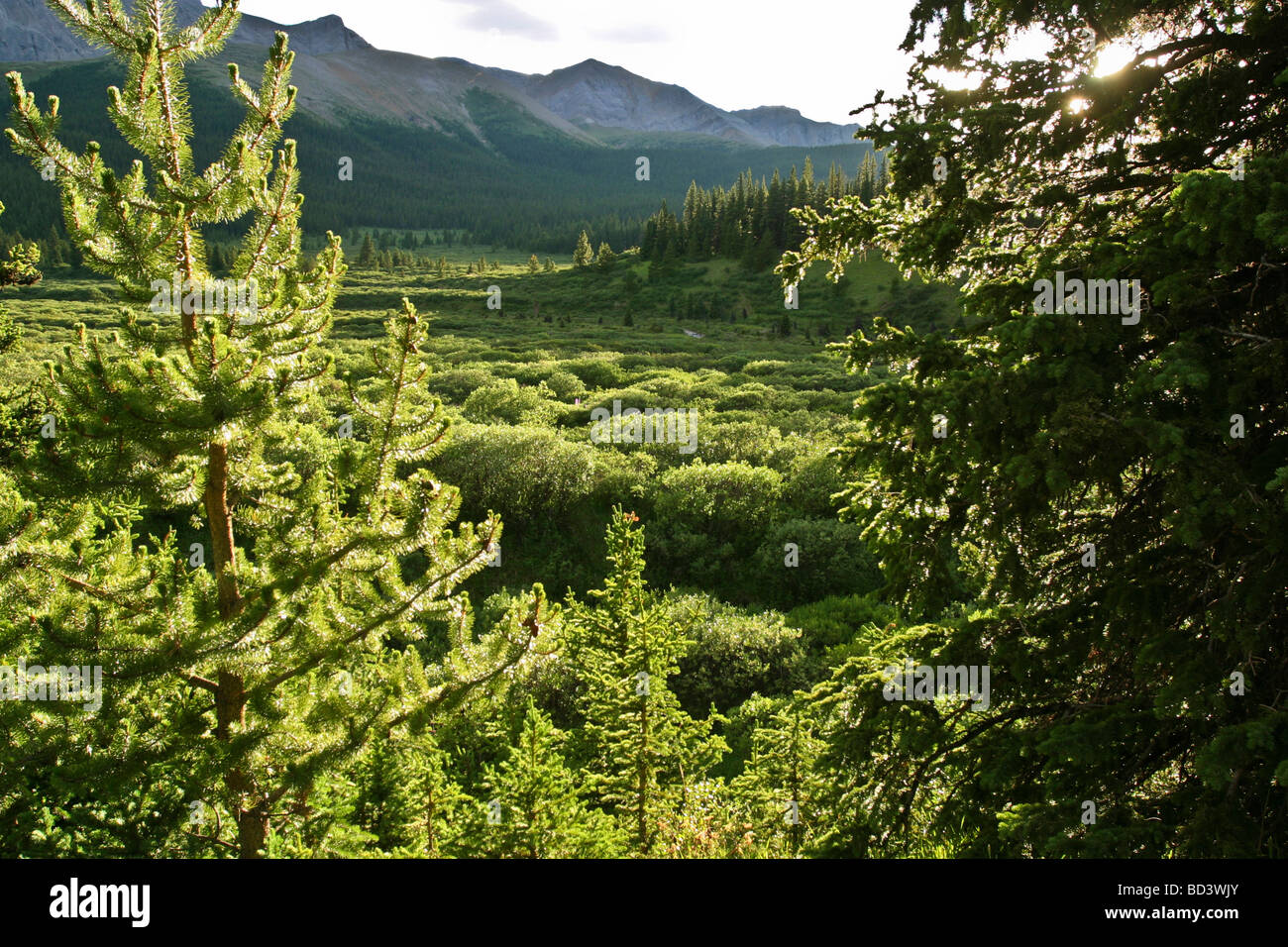 Willmore wilderness park landscape hi-res stock photography and images ...