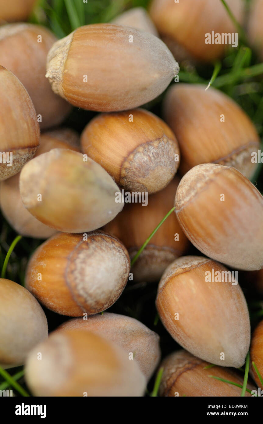 Hazelnut harvest hi-res stock photography and images - Alamy