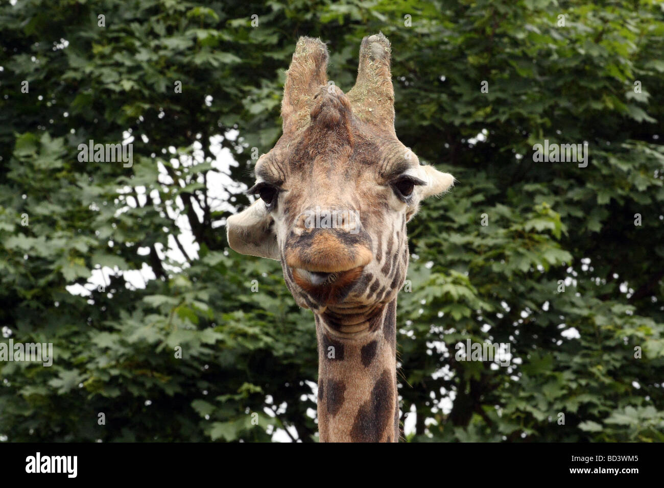 Giraffes head hi-res stock photography and images - Alamy