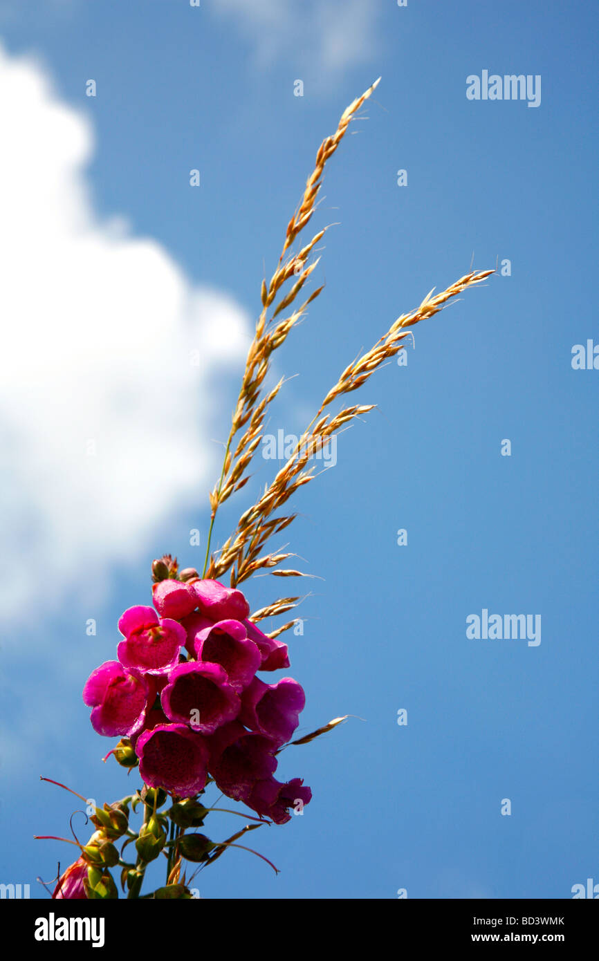Tubular seed heads hi-res stock photography and images - Alamy
